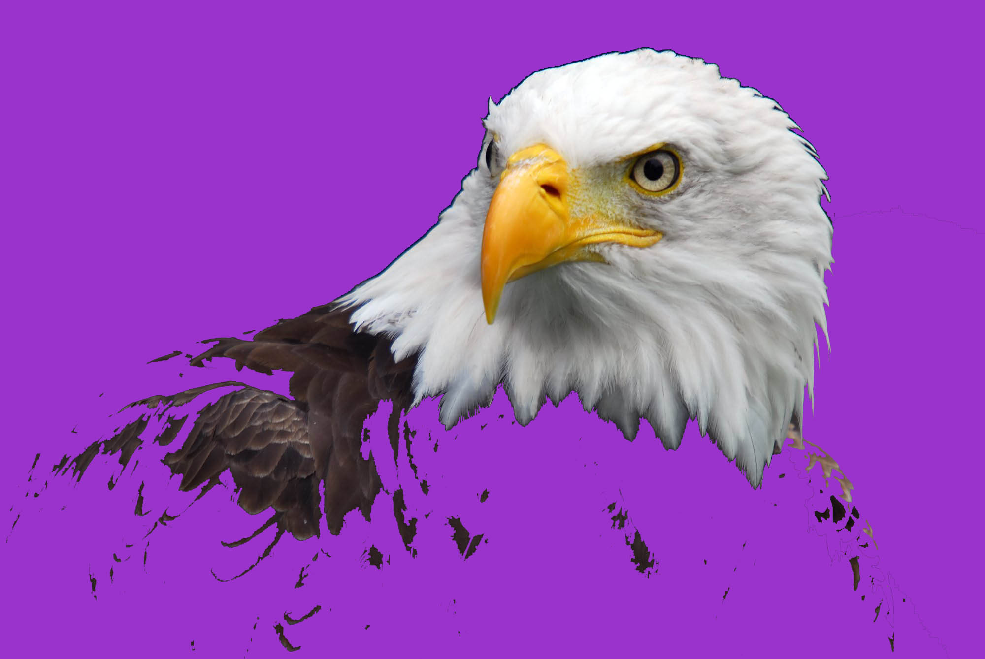 A Nose Is A Nose Is a Nose – And They All Smell! | The Pecan Park Eagle