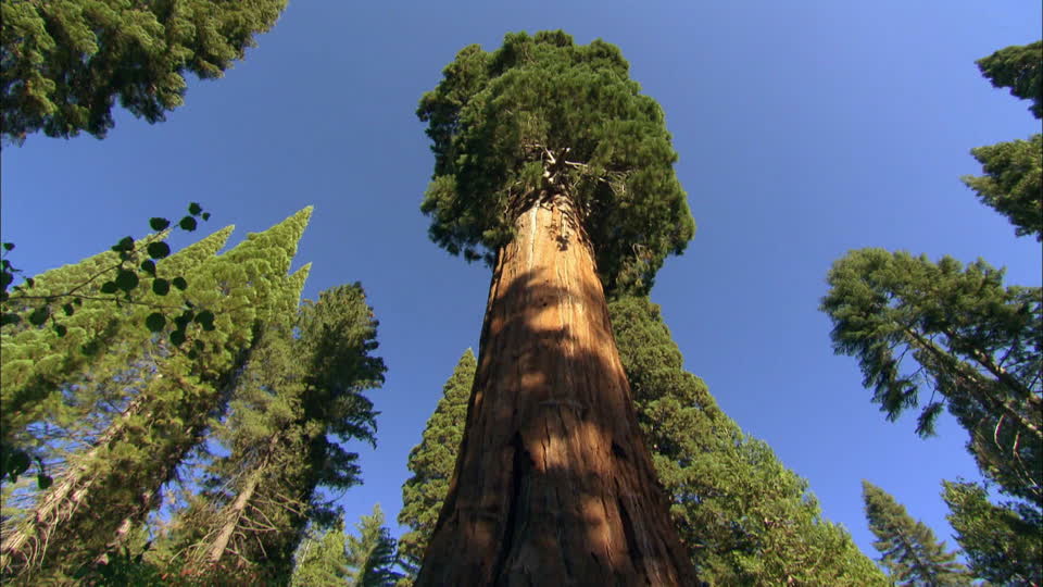 A Tale of Two Poems | The Pecan Park Eagle